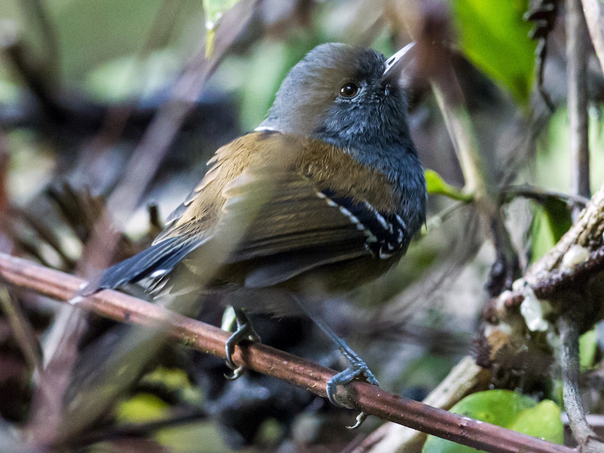 Gray-headed Antbird - Ampelornis griseiceps - Birds of the World