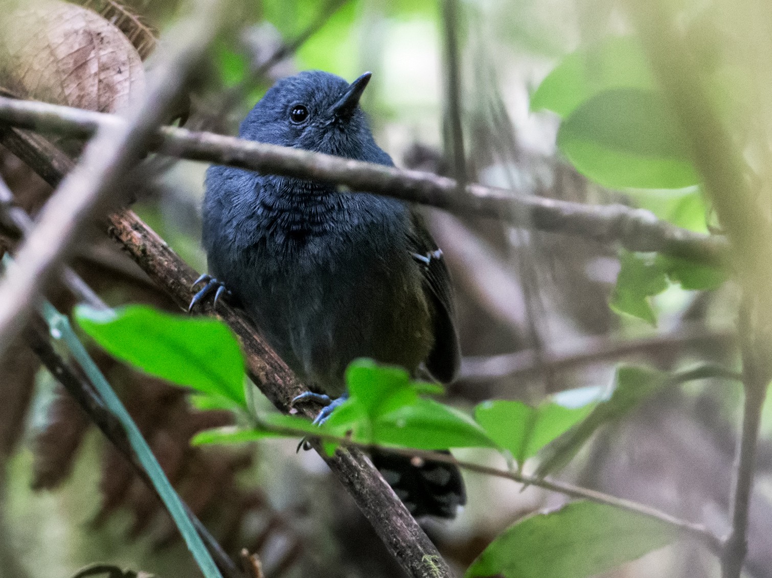 Alapi à tête grise - eBird