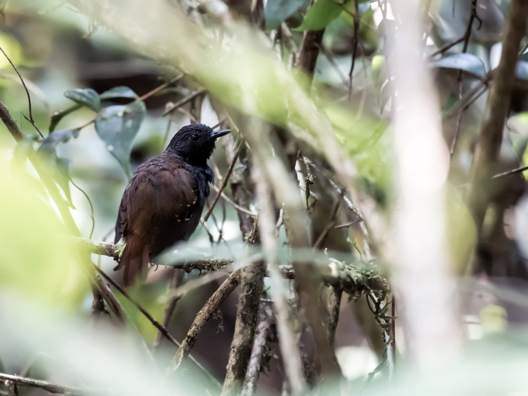 Zimmer's Antbird - eBird