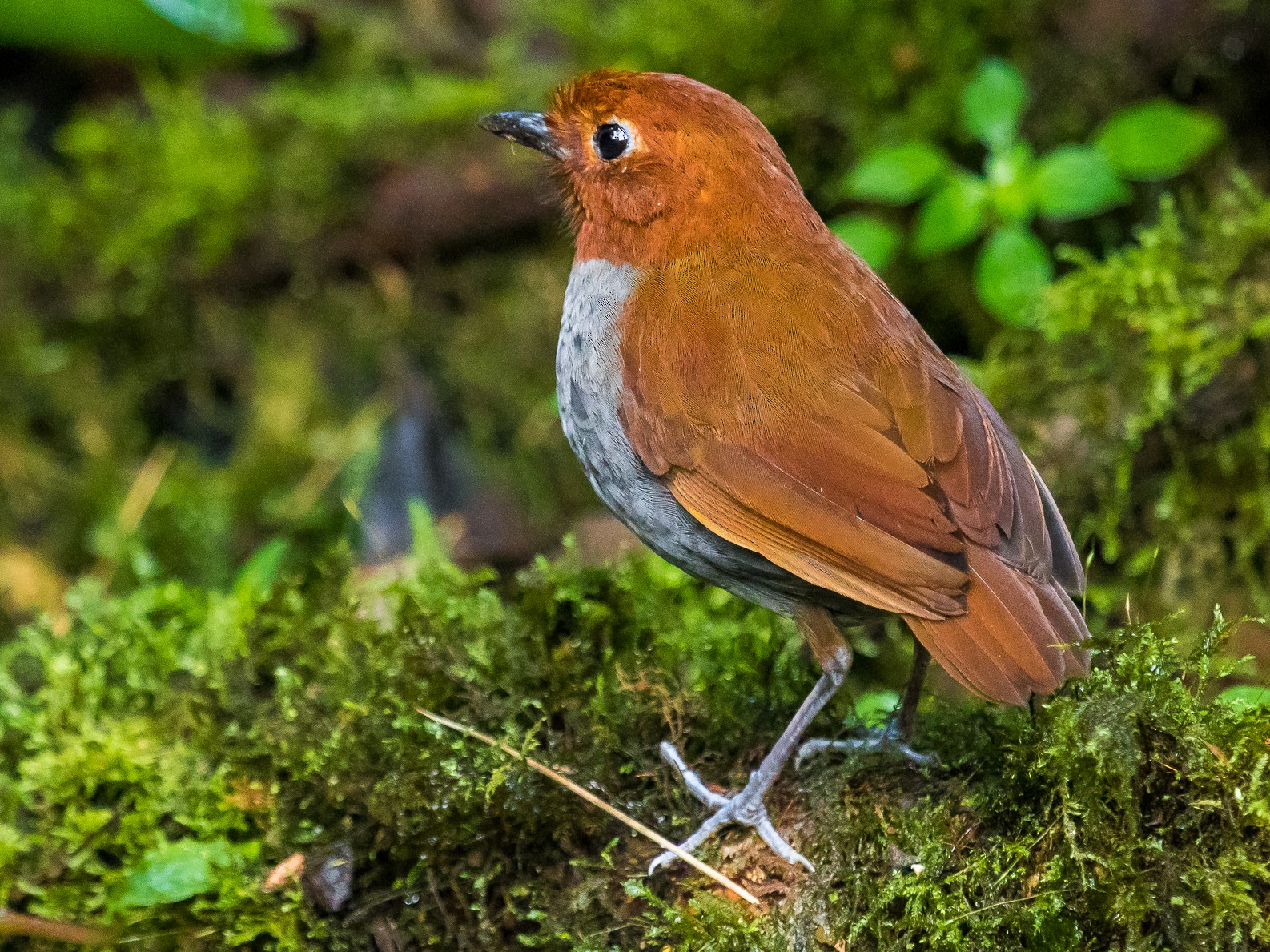 Bicolored Antpitta - eBird