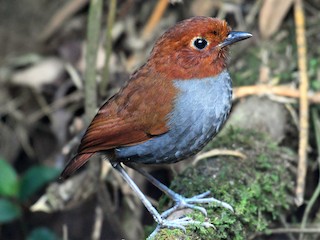 Bicolored Antpitta - eBird