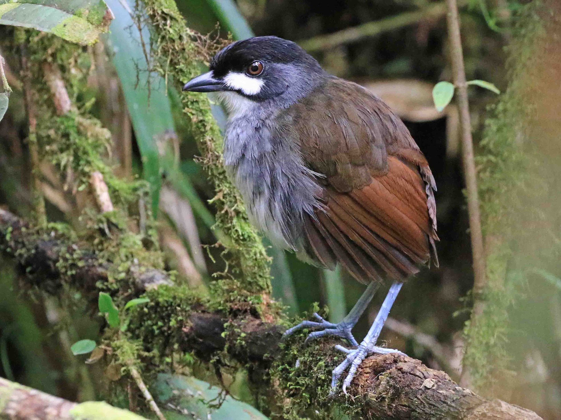 Jocotoco Antpitta - eBird