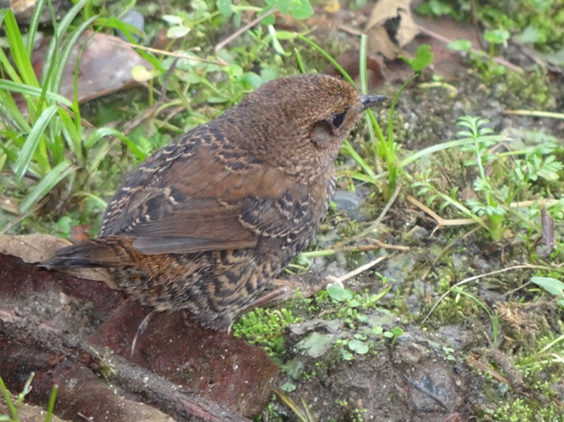 Chusquea Tapaculo - eBird