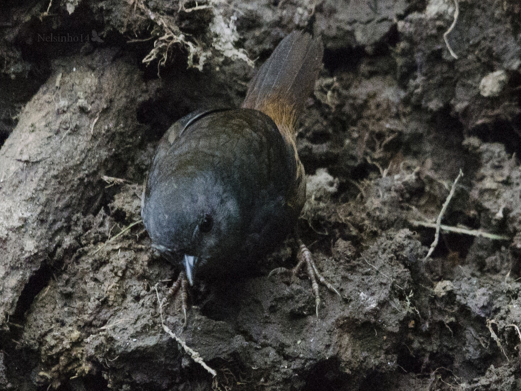 Chusquea Tapaculo - eBird