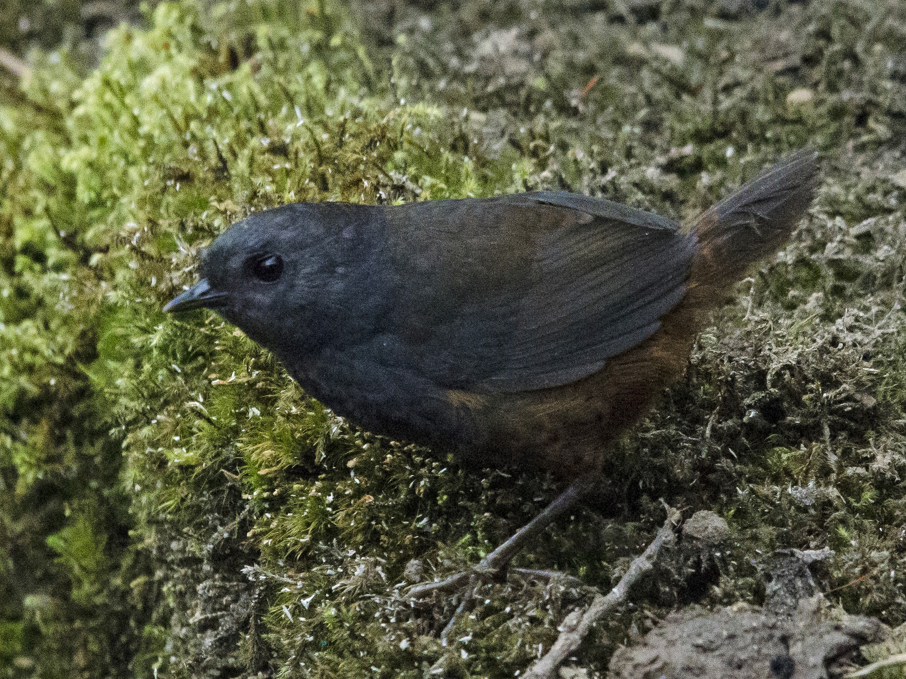 Chusquea Tapaculo - eBird