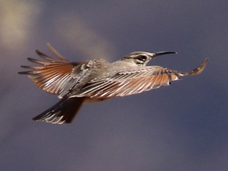 Minero picudo - eBird