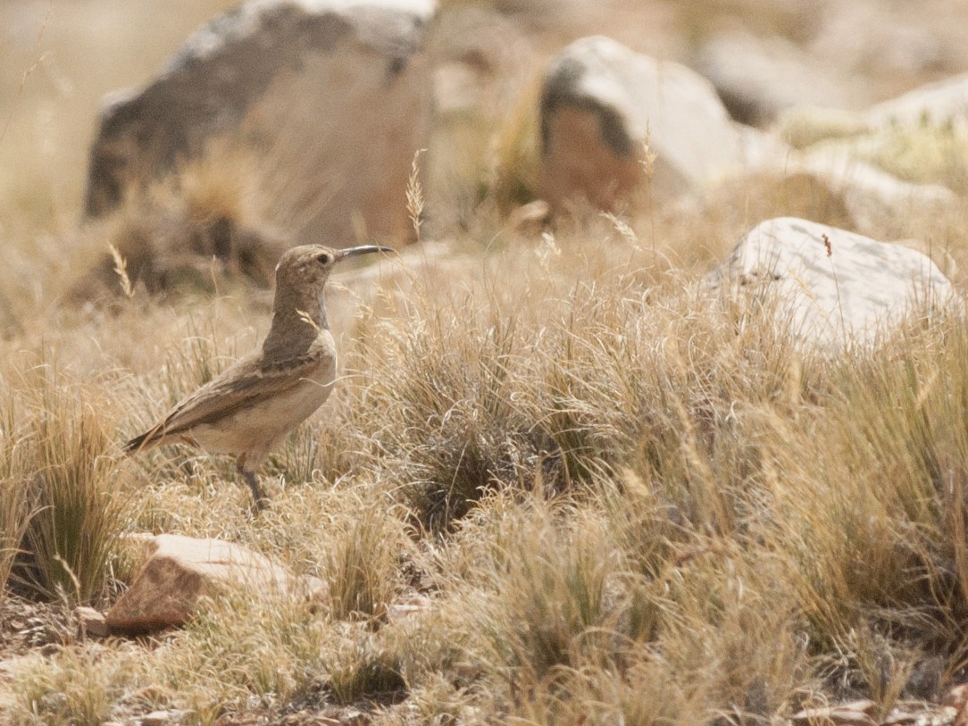 Minero Picudo - eBird