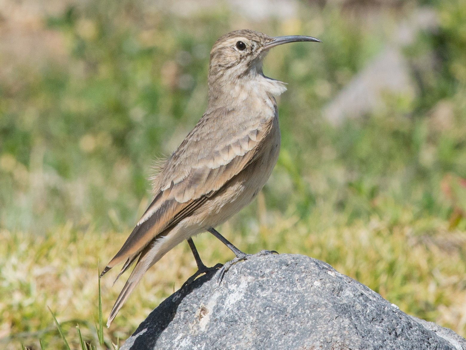 Slender-billed miner - eBird