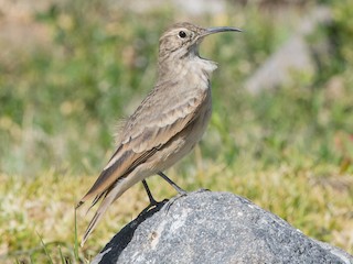slender-billed miner - eBird