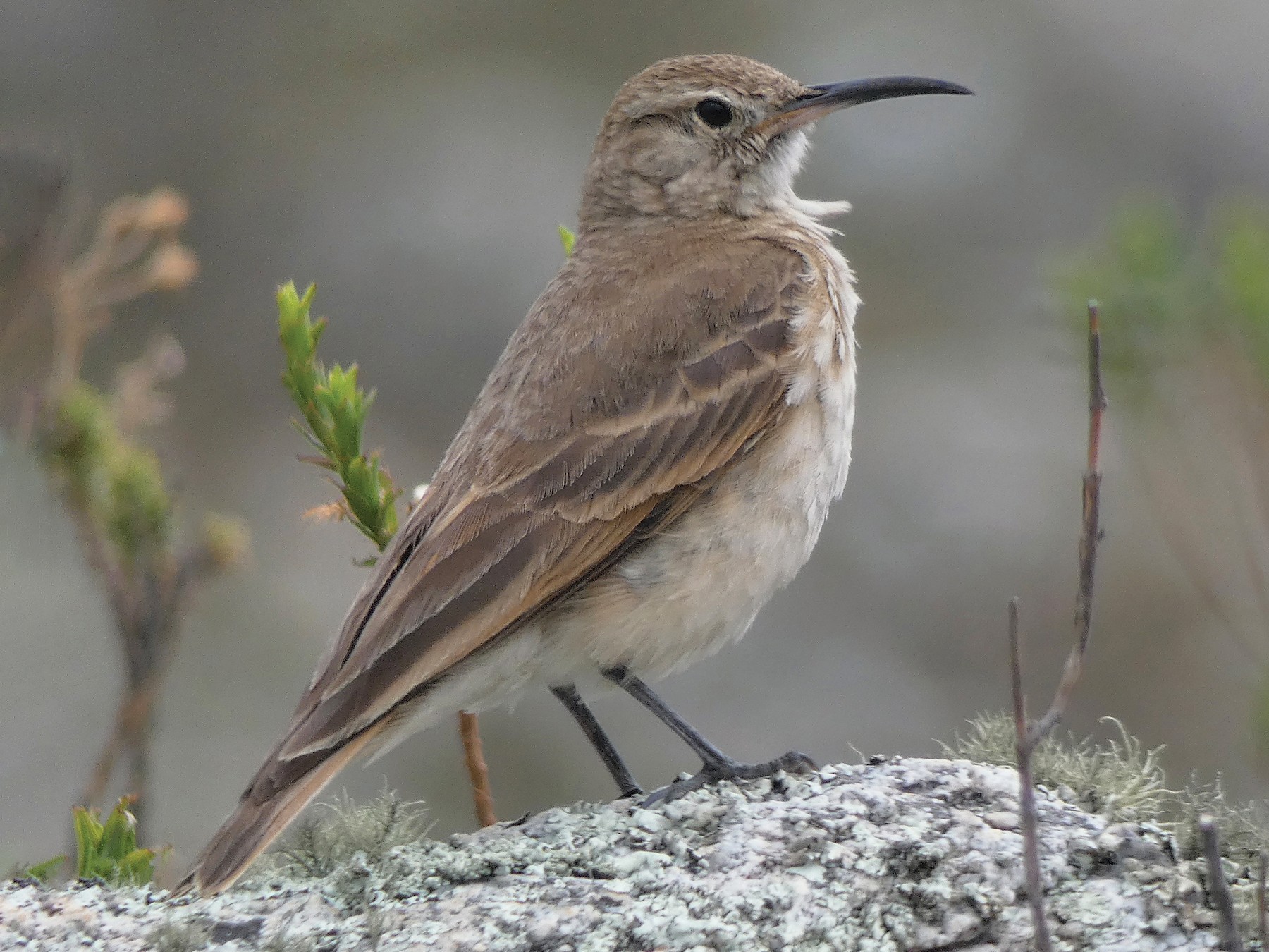 Minero Picudo - eBird