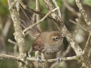 Mouse-colored Thistletail - eBird