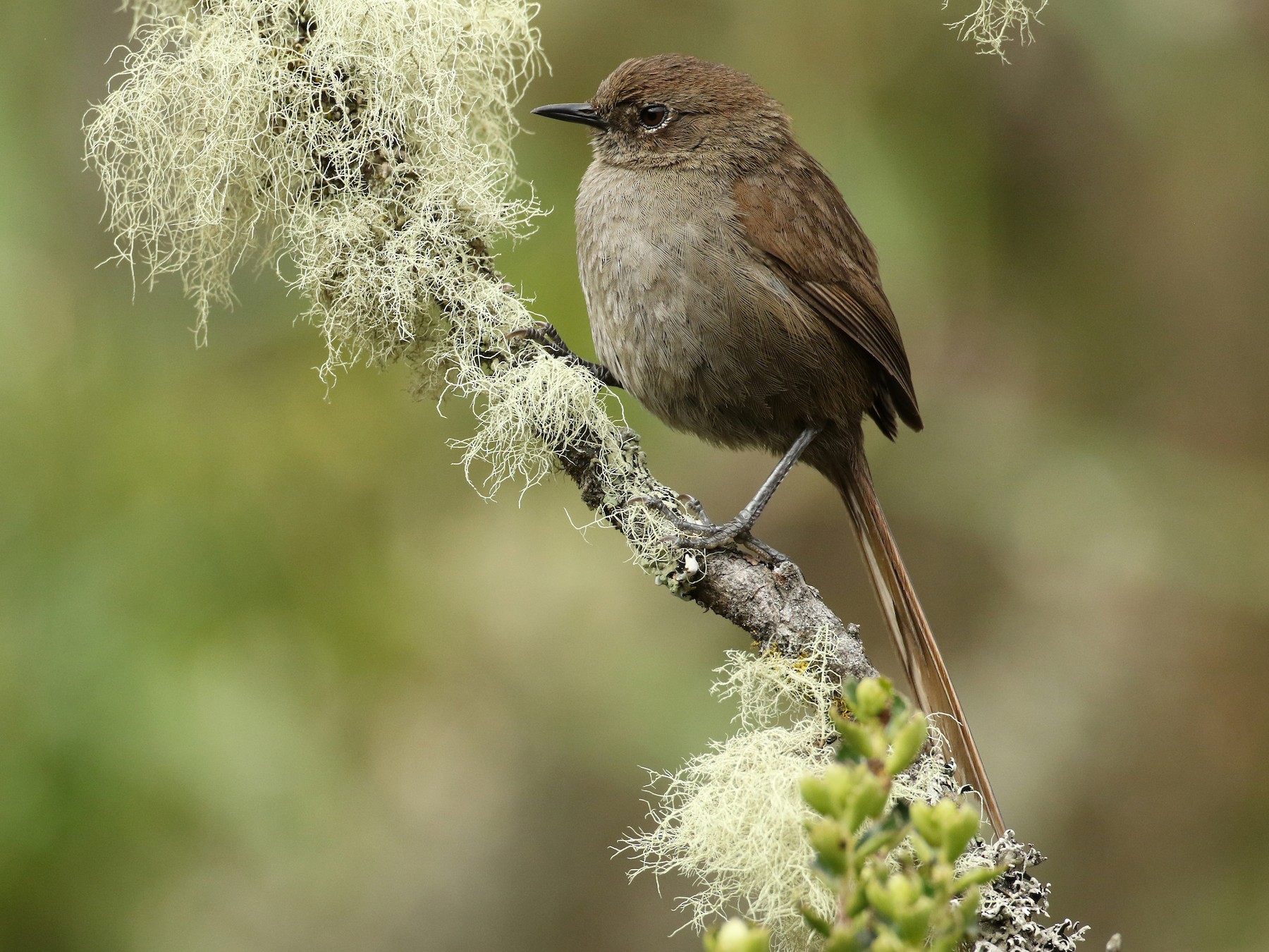 Mouse-colored Thistletail - eBird