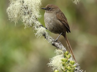 Mouse-colored Thistletail - eBird