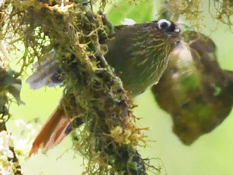 Spectacled Prickletail - eBird