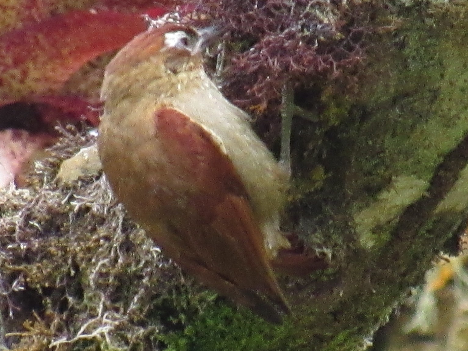Spectacled Prickletail - eBird