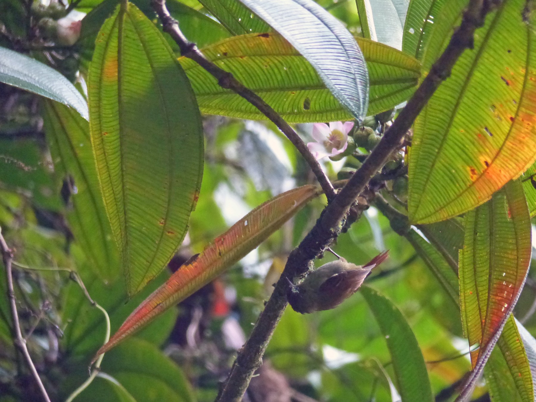 Spectacled Prickletail - eBird