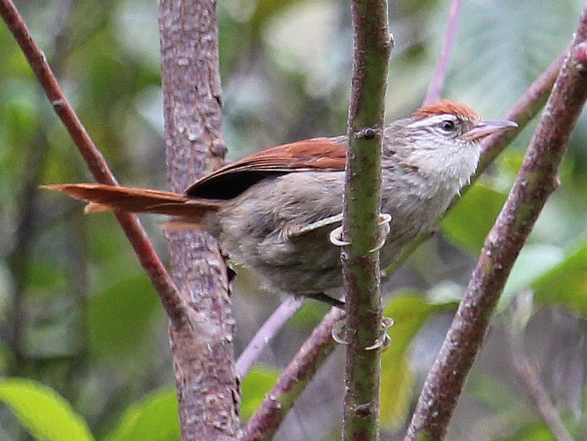 Line-cheeked Spinetail - eBird