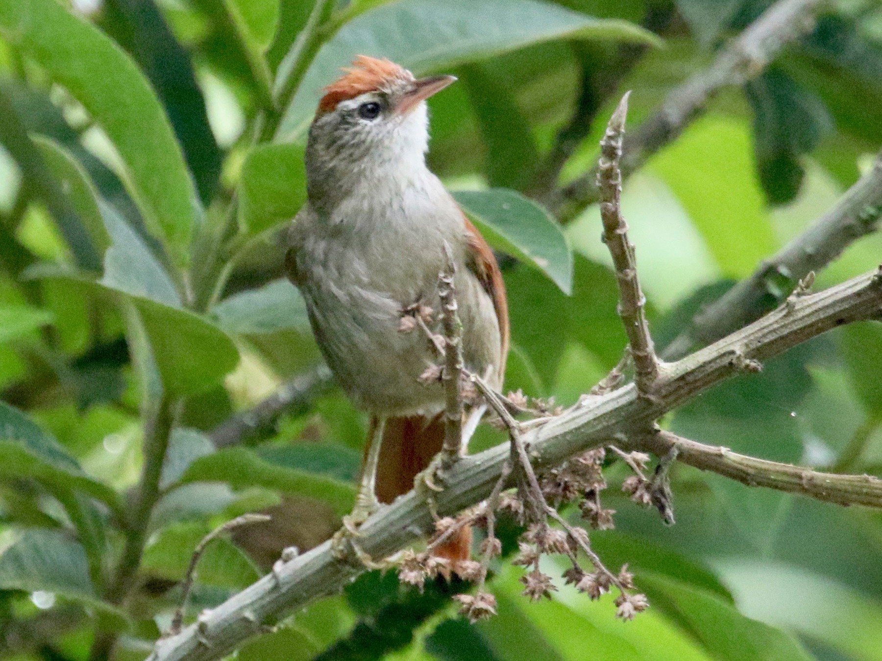 Line-cheeked Spinetail - eBird