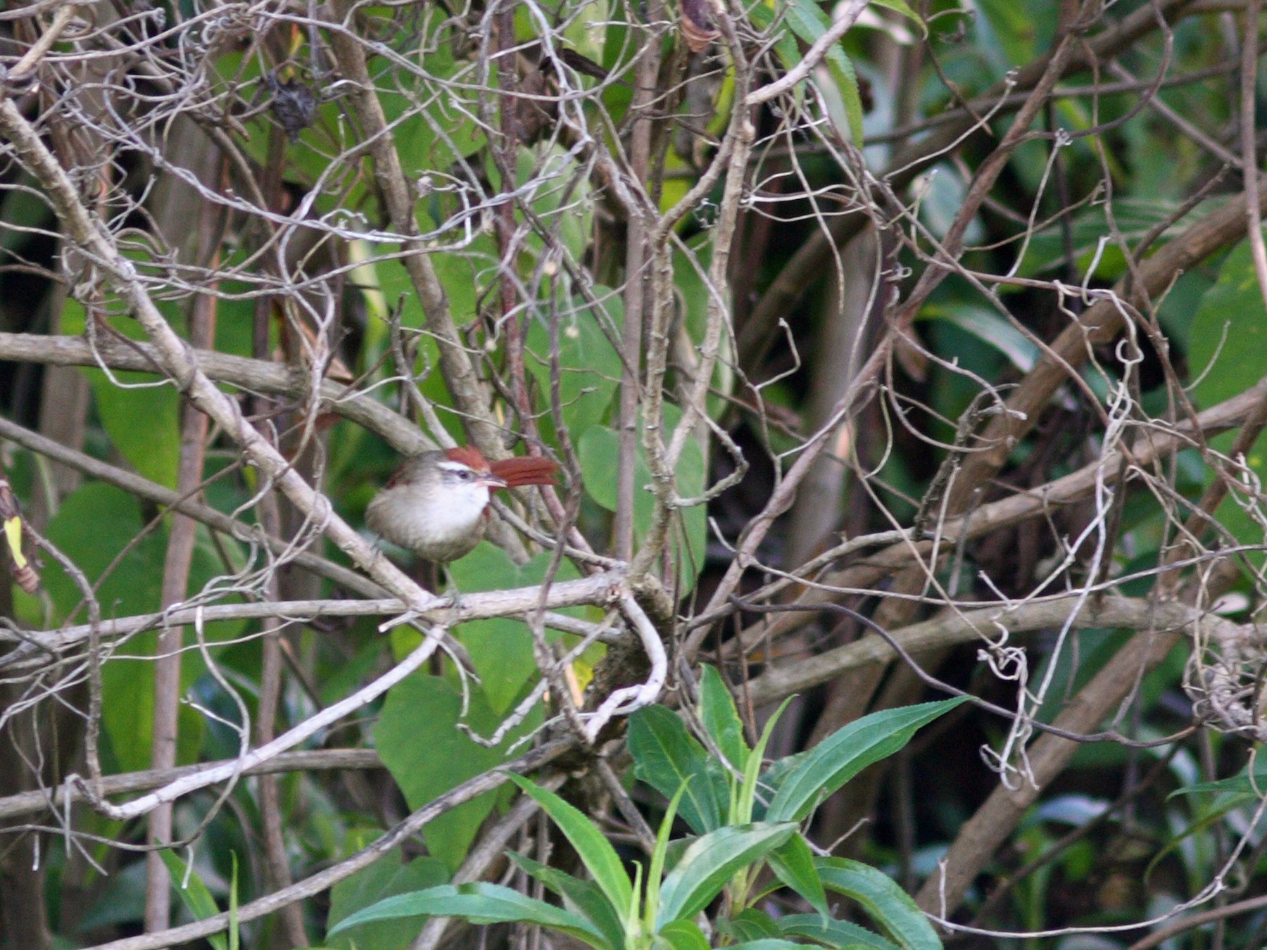 Line-cheeked Spinetail - eBird