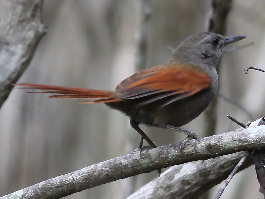 Pijuí del Marañón - eBird