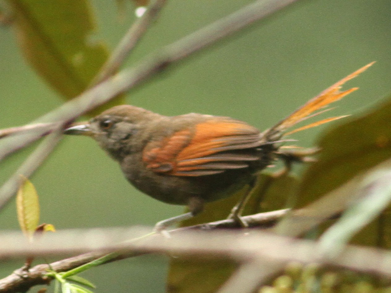 Dusky Spinetail - eBird