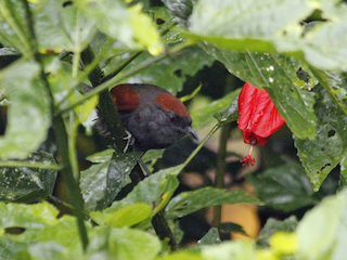 Dusky Spinetail - eBird