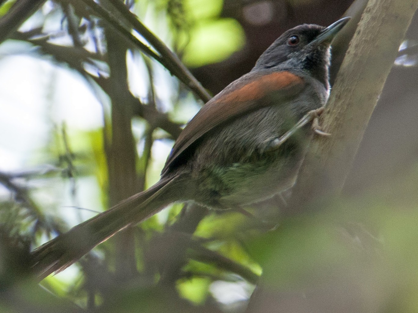 Blackish-headed Spinetail - eBird