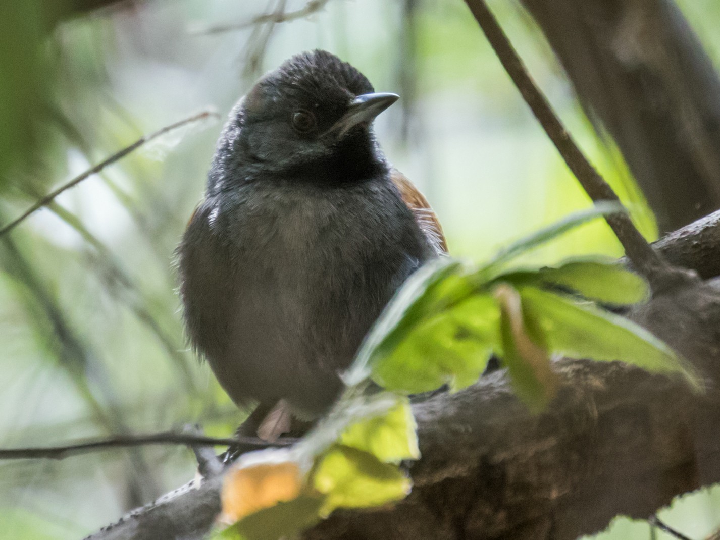 Blackish-headed Spinetail - eBird