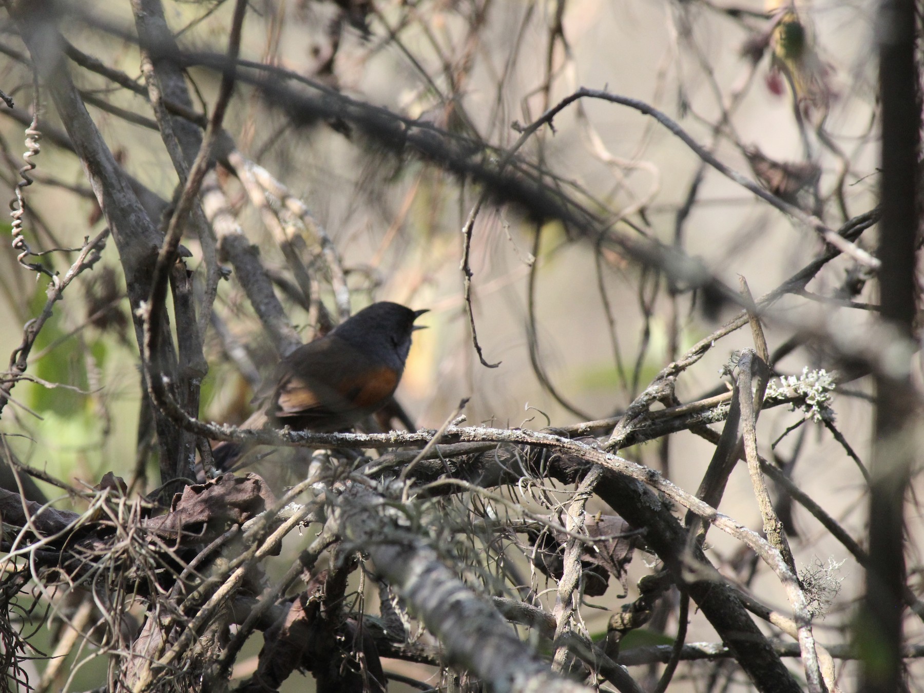 Blackish-headed Spinetail - eBird