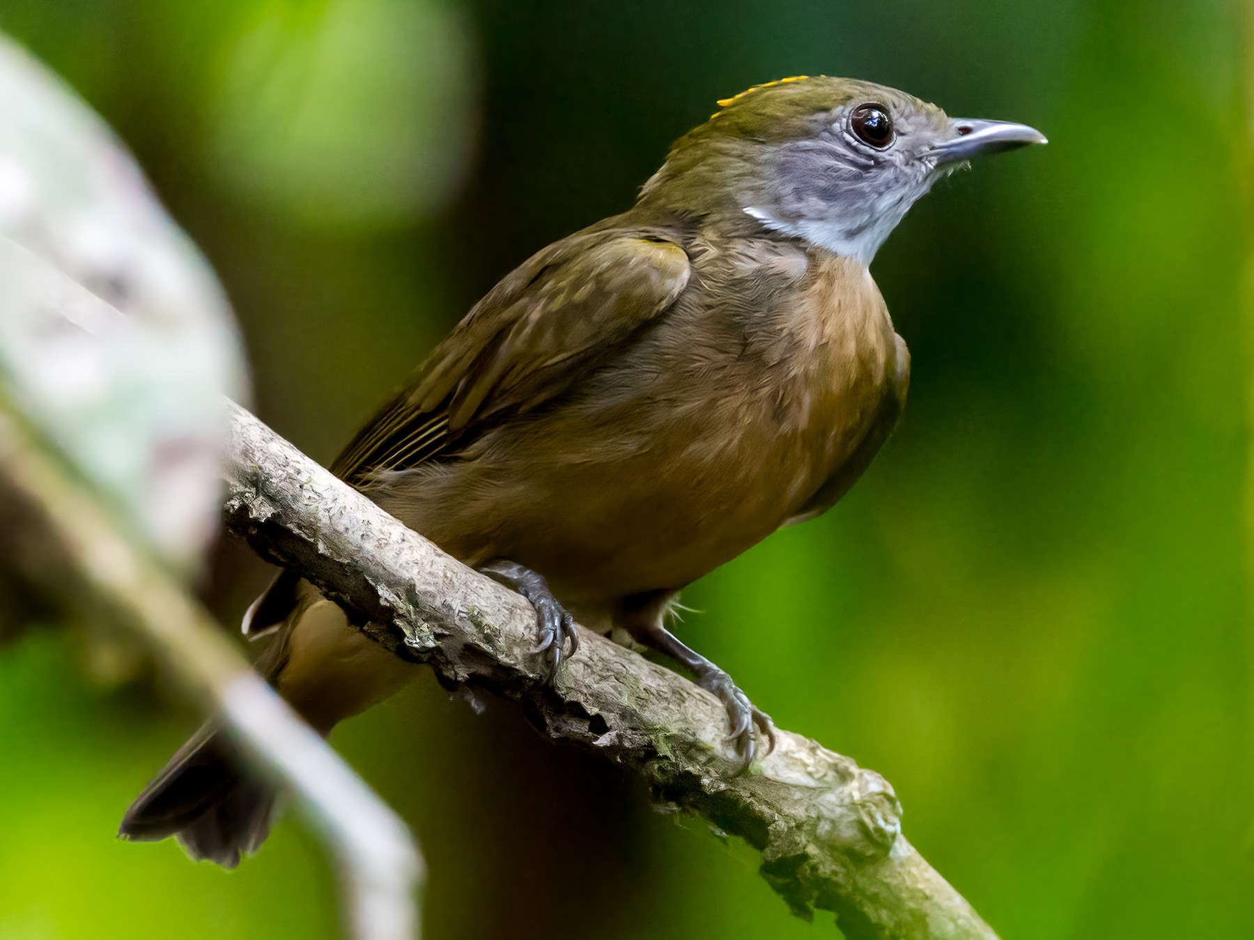 Orange-crowned Manakin - eBird