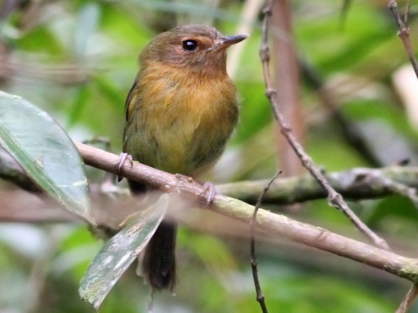 Cinnamon-breasted Tody-Tyrant - eBird