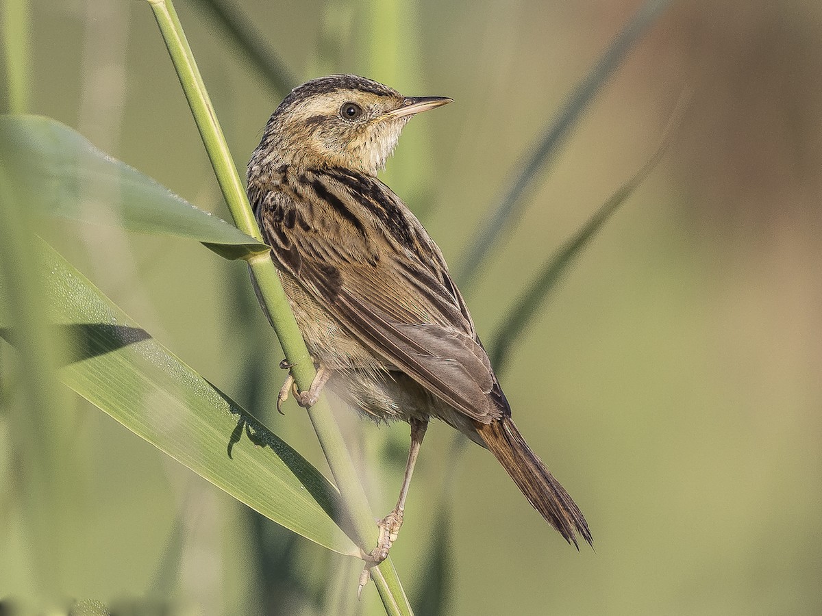 Aquatic Warbler - Acrocephalus paludicola - Birds of the World
