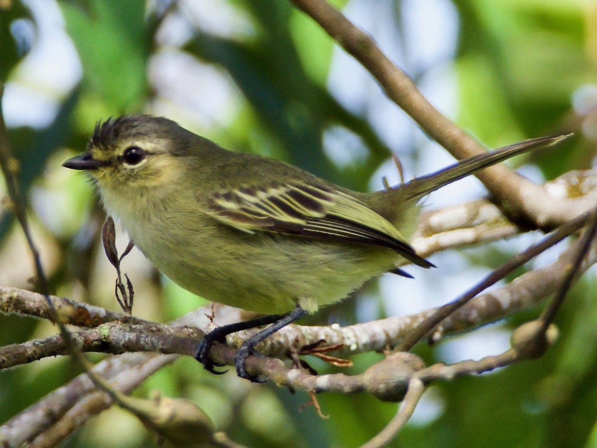 Peruvian Tyrannulet - eBird