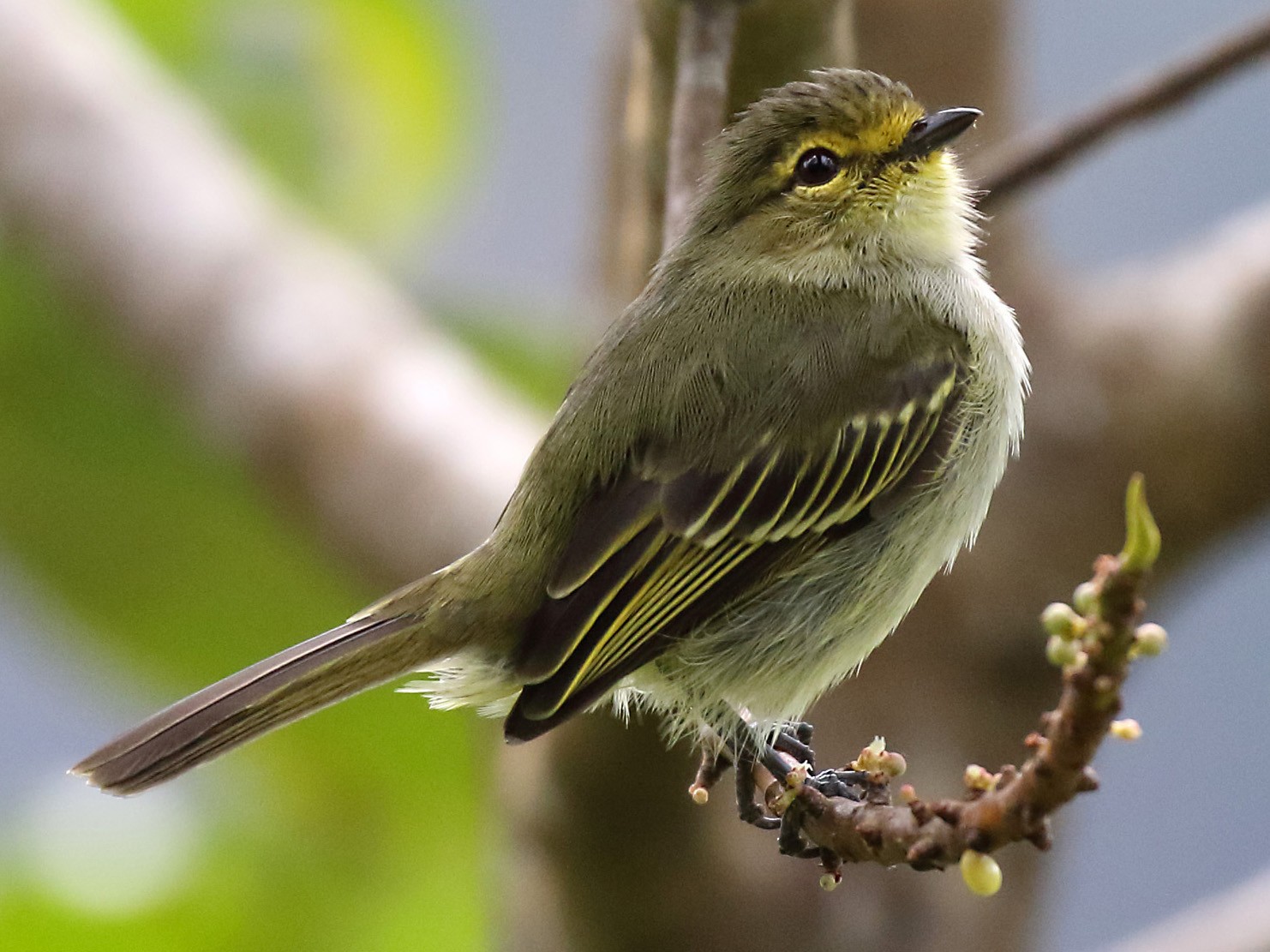 Peruvian Tyrannulet - eBird