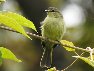 Peruvian Tyrannulet - eBird