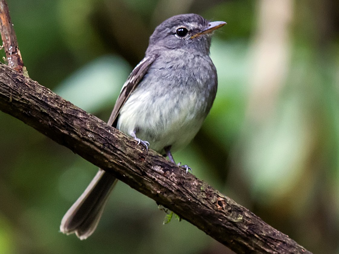 Gray-breasted Flycatcher - eBird