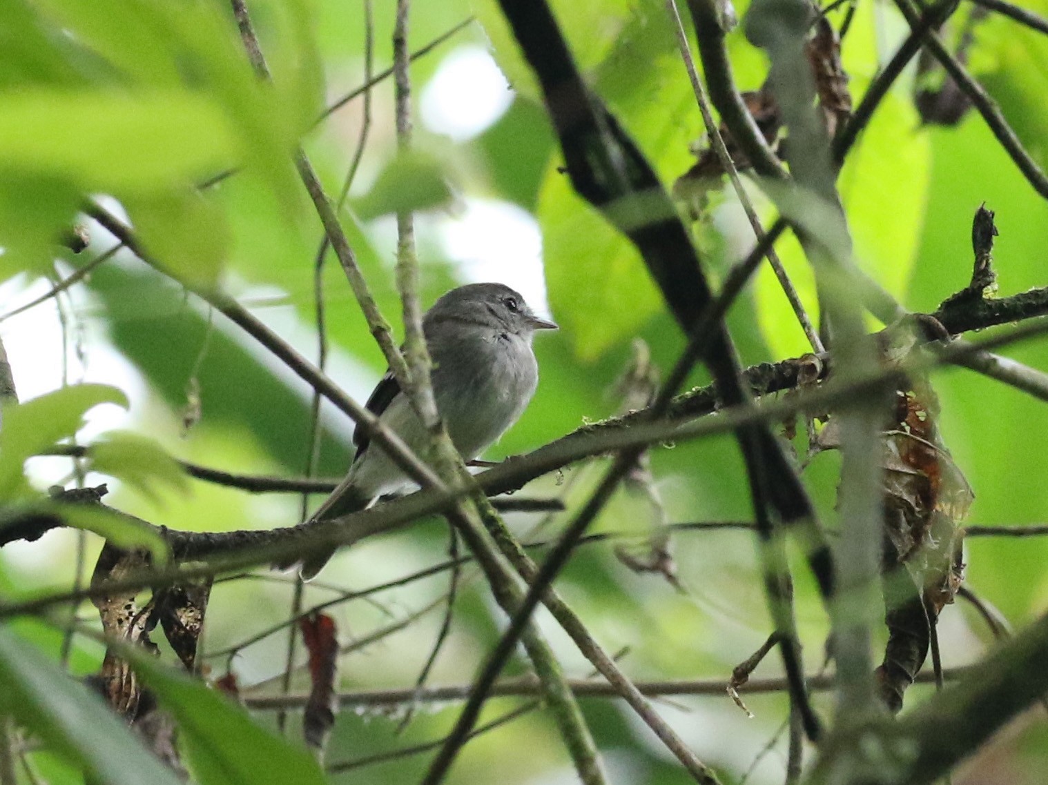 Gray-breasted Flycatcher - eBird