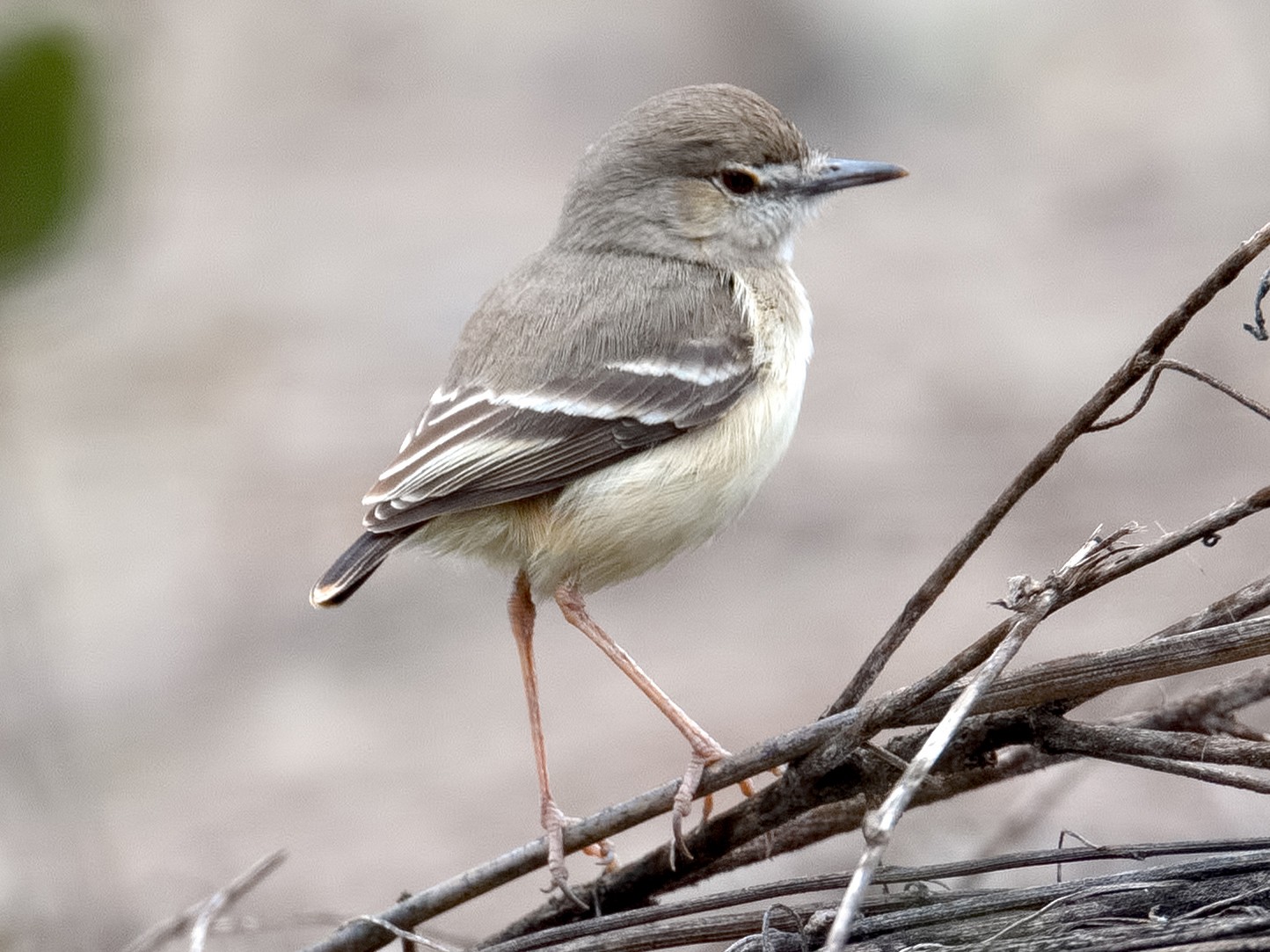 Short-tailed Field Tyrant - eBird