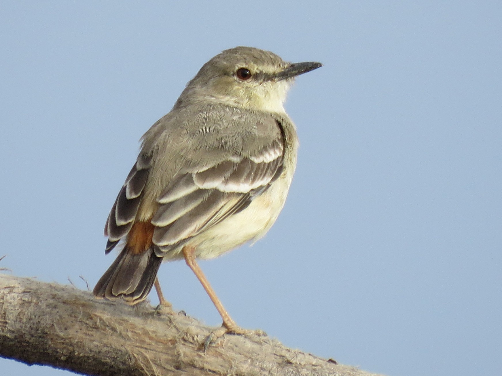 Short-tailed Field Tyrant - eBird