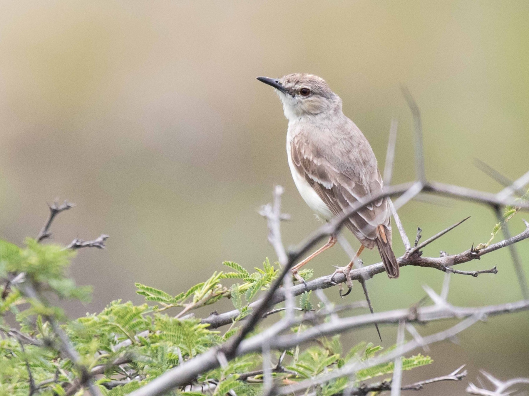 Short-tailed Field Tyrant - eBird