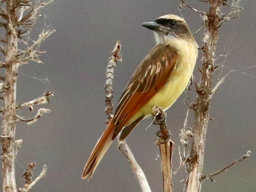 Baird's Flycatcher - eBird
