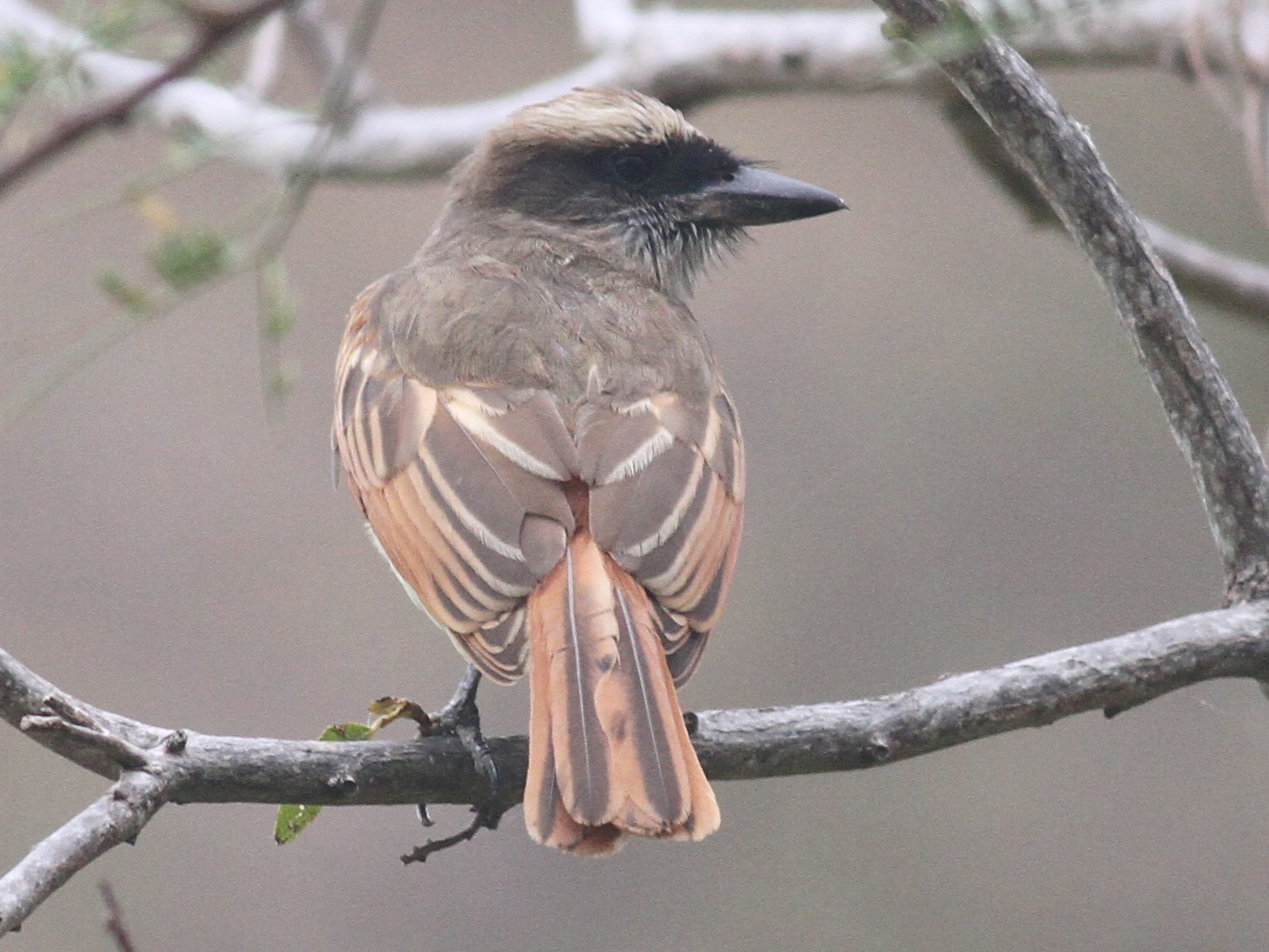 Baird's Flycatcher - eBird