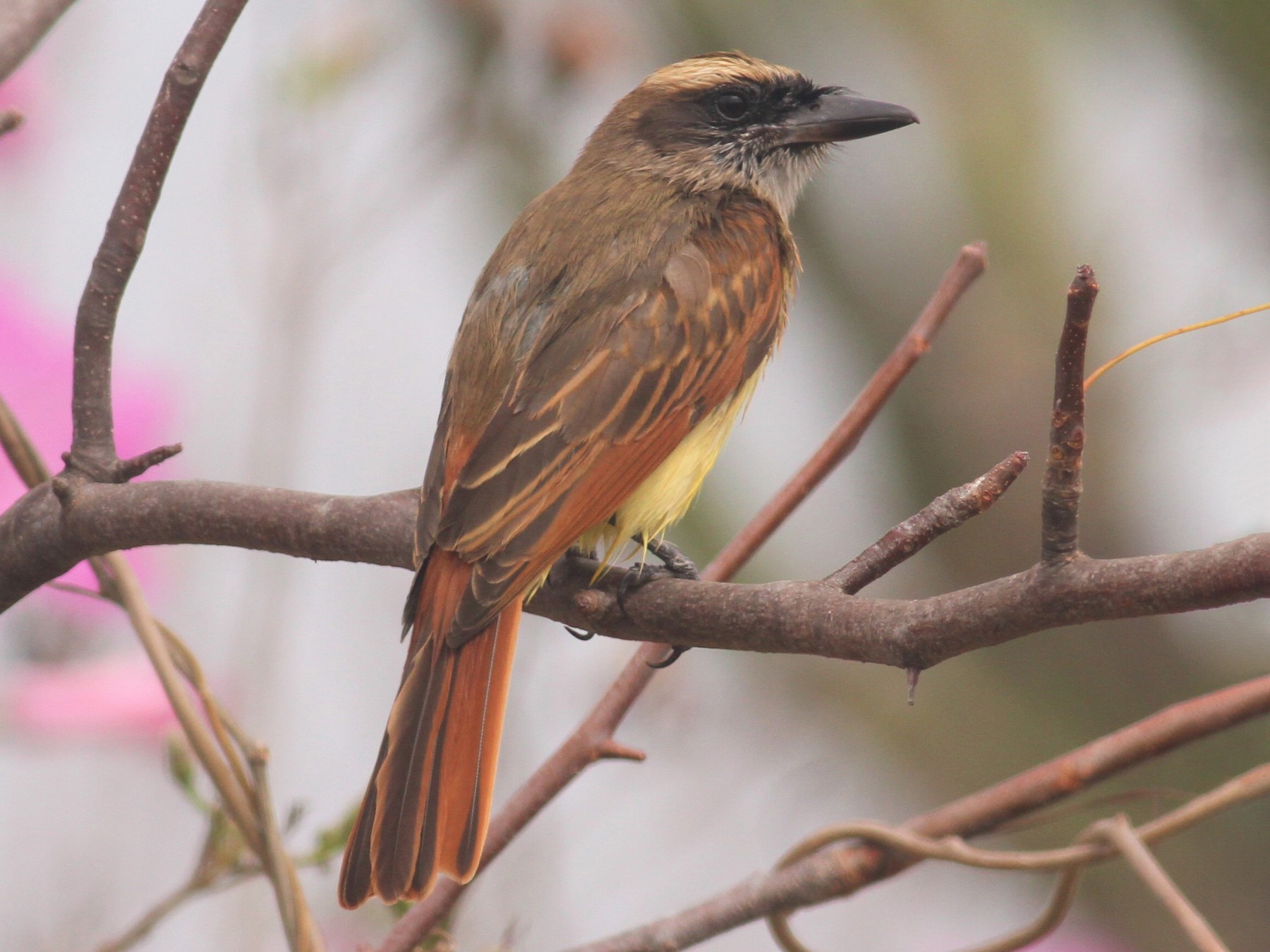 Baird's Flycatcher - eBird