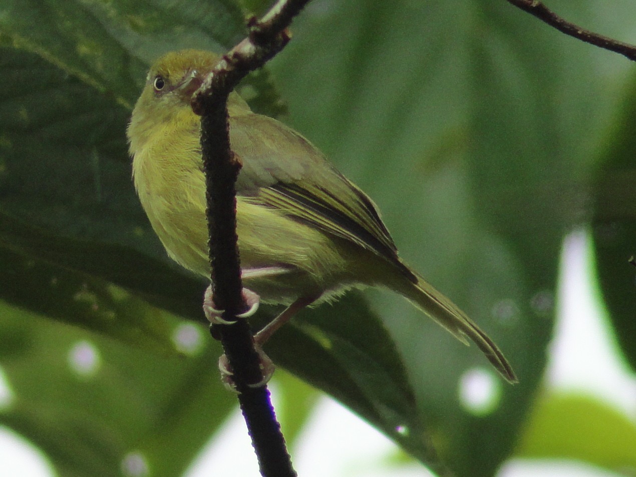 Olivaceous Greenlet - eBird