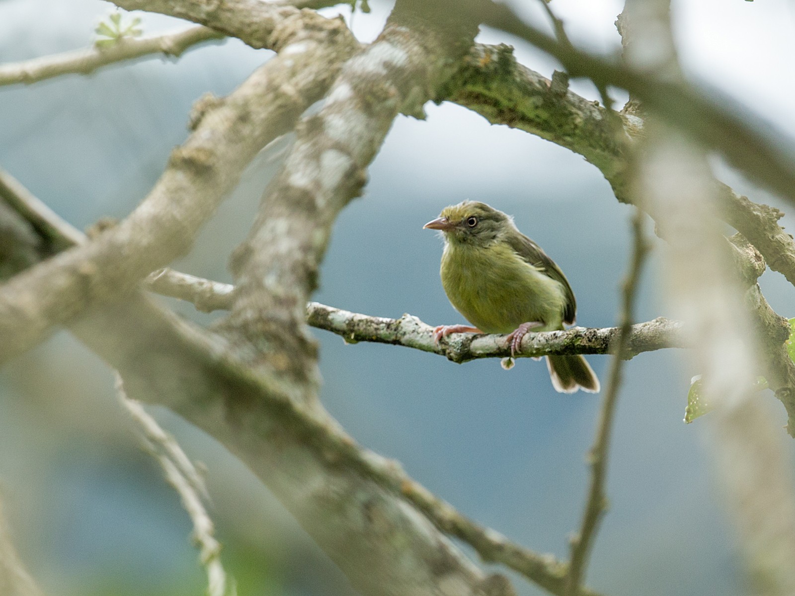 Olivaceous Greenlet - eBird