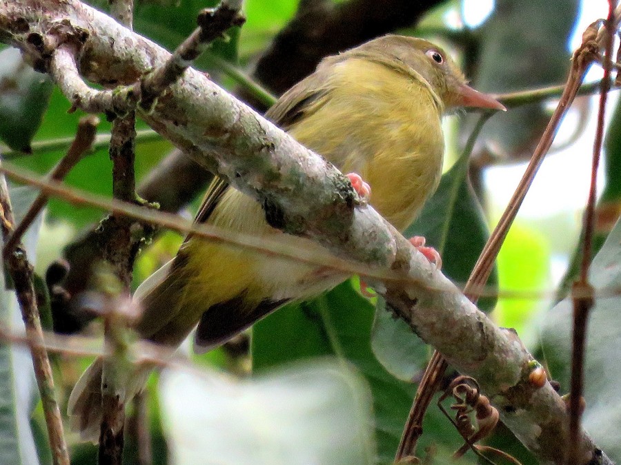 Olivaceous Greenlet - eBird