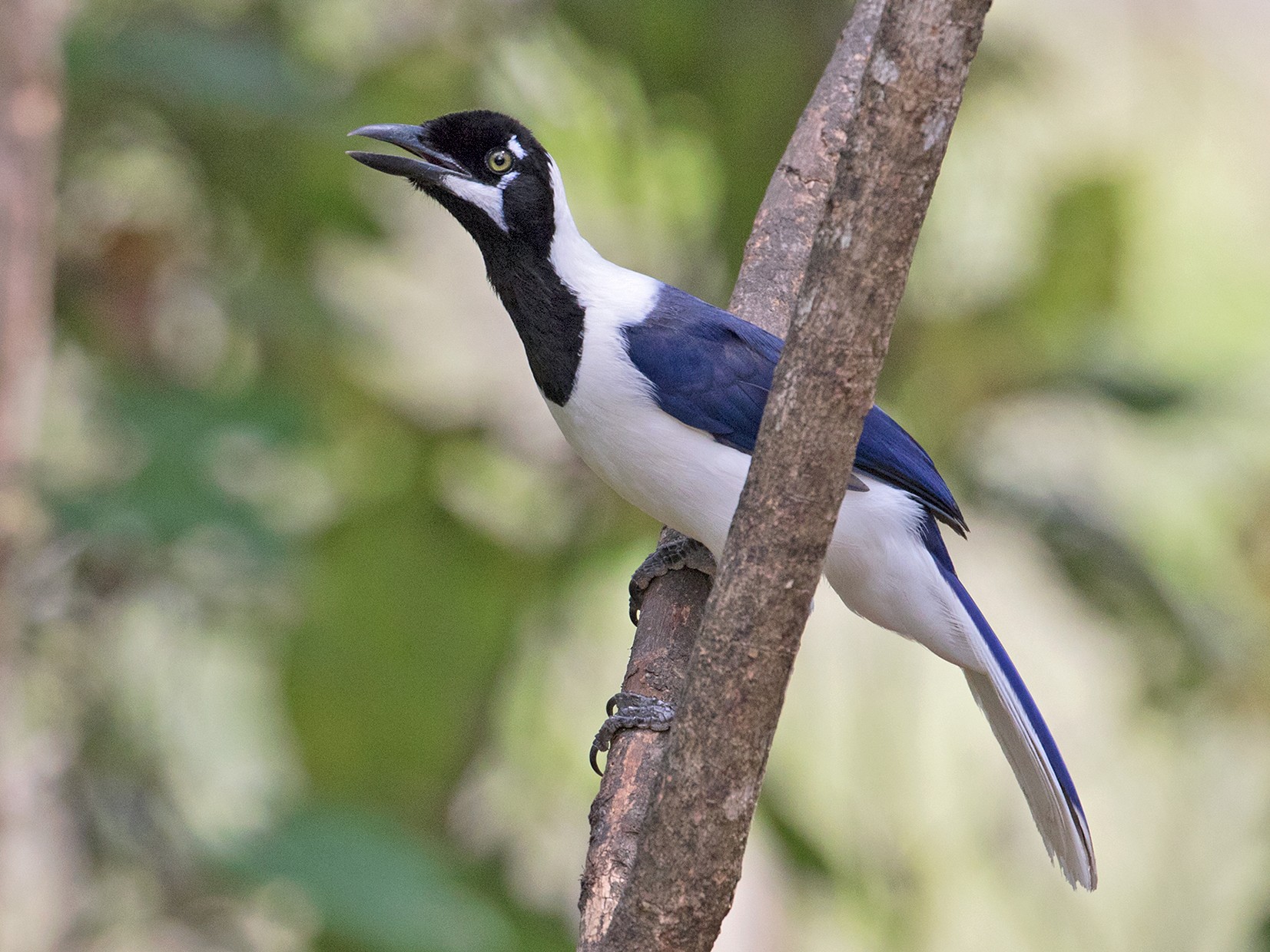 White-tailed Jay - eBird