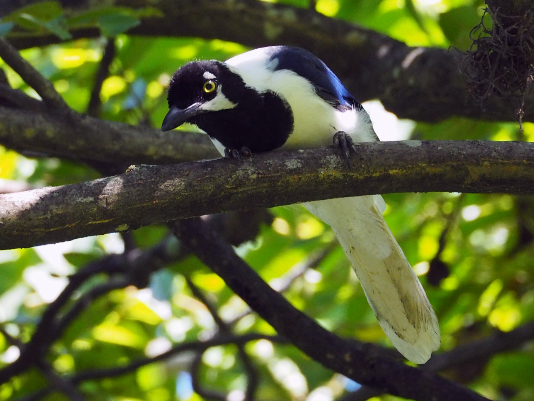 White-tailed Jay - eBird