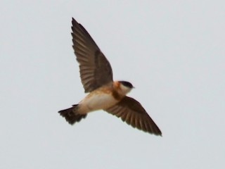 Chestnut-collared Swallow - eBird