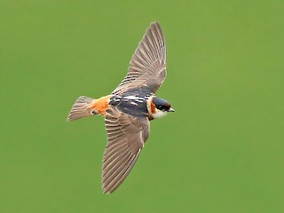 Chestnut-collared Swallow - eBird